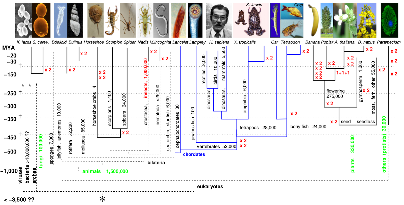 SoftwarePhysics: WGD - Whole Genome Duplication How Carbon-Based Life ...