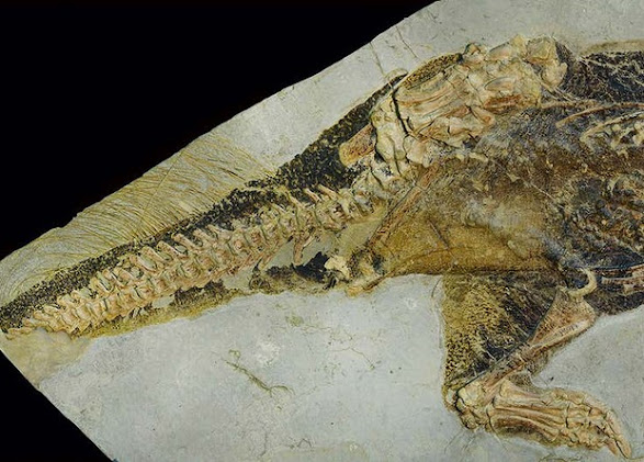6 million years ago African crocodiles sailed to Europe