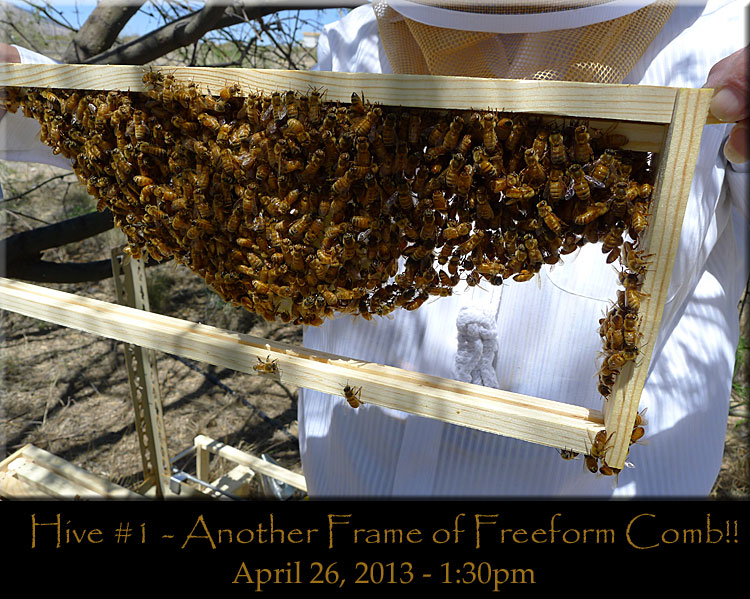 Michelle's Bee Adventures: First Hive Inspection Complete... Mixed Bag Michelle's Bee Adventures: First Hive Inspection Complete... Mixed Bag