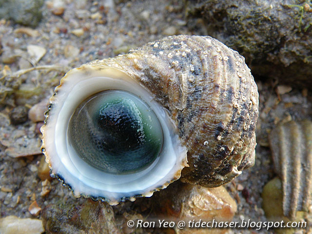 tHE tiDE cHAsER: Turban Snails (Phylum Mollusca: Family Turbinidae) of ...