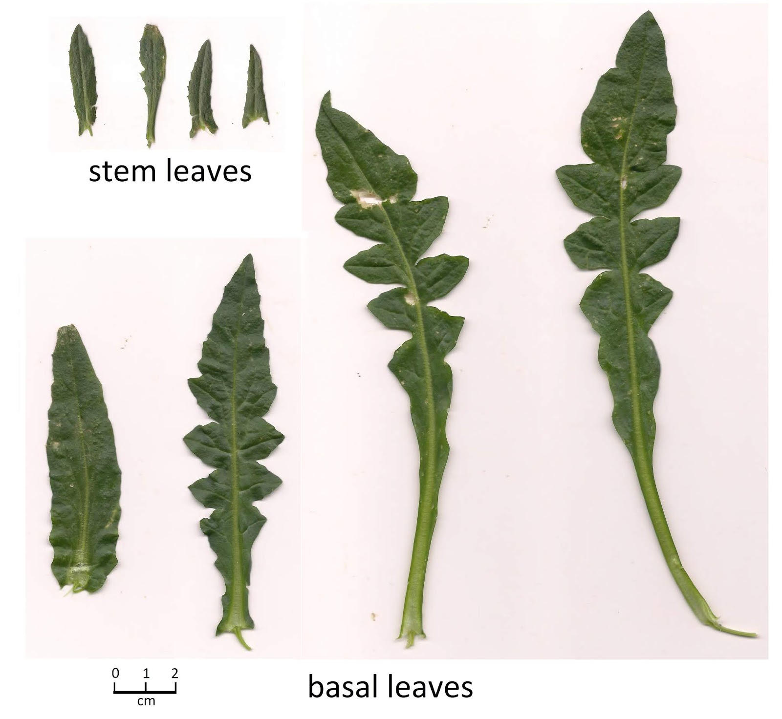 Mike's North Hants nature watch: Capsella bursa-pastoris - an example ...