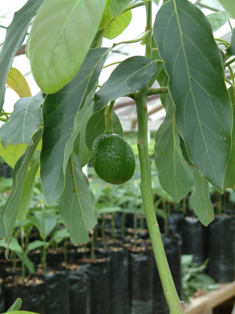 avocado tree growing