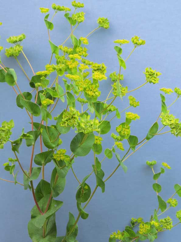 Girls Gardening in France: Gardening Zen