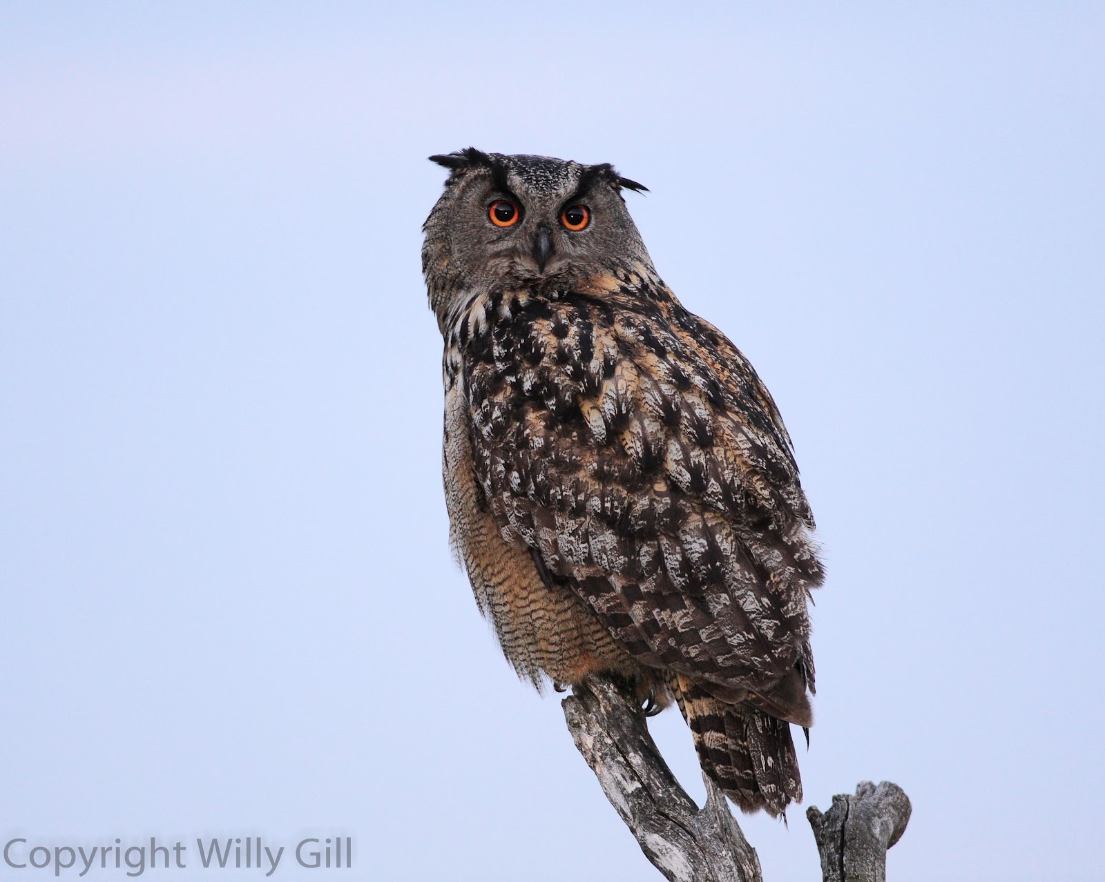 Willy Gill Naturfoto: Herlig natt i hubroland/Fantastic meeting with ...