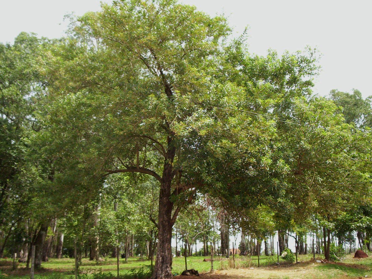 Compañeros de viaje: Fruta de tucano (Cytharexyllum myrianthum)