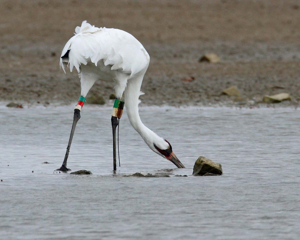 The Big Whoop About Whooping Cranes