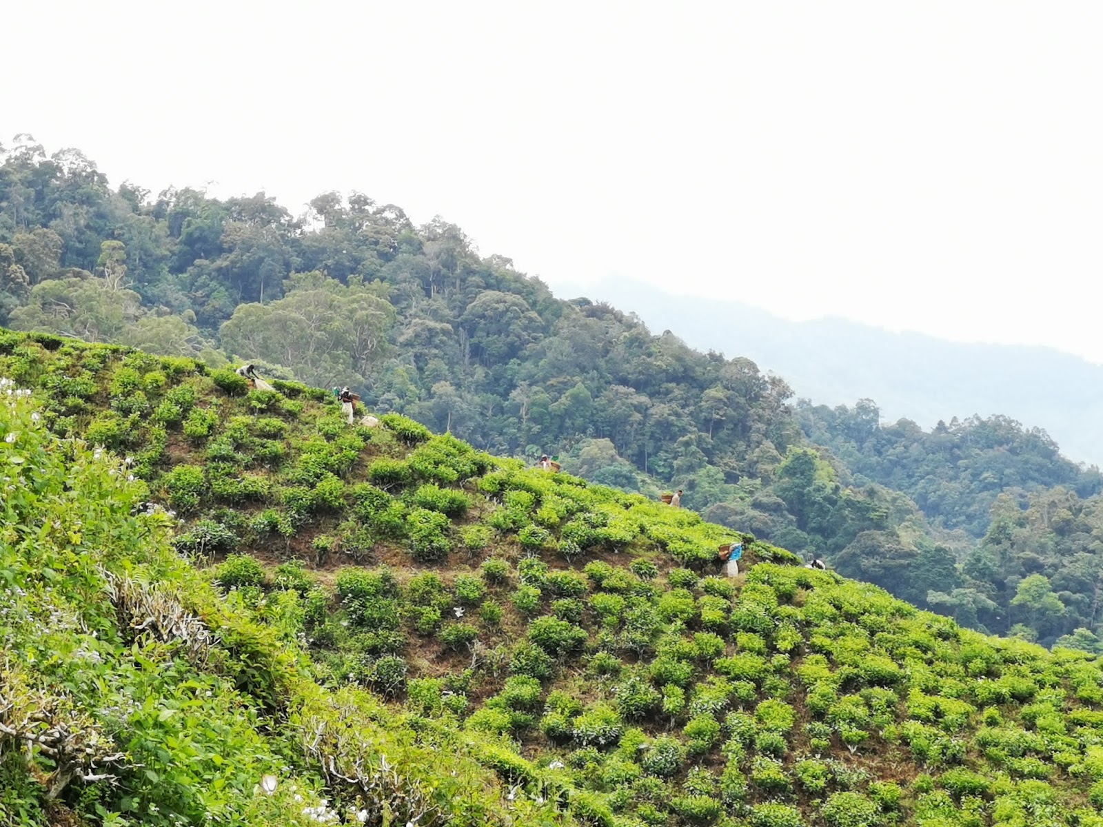 REASONS TO HIKE AT CAMERON HIGHLANDS