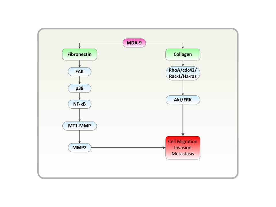 The Squirrel's Nest: Extracellular Matrix vs Intracellular Pathway