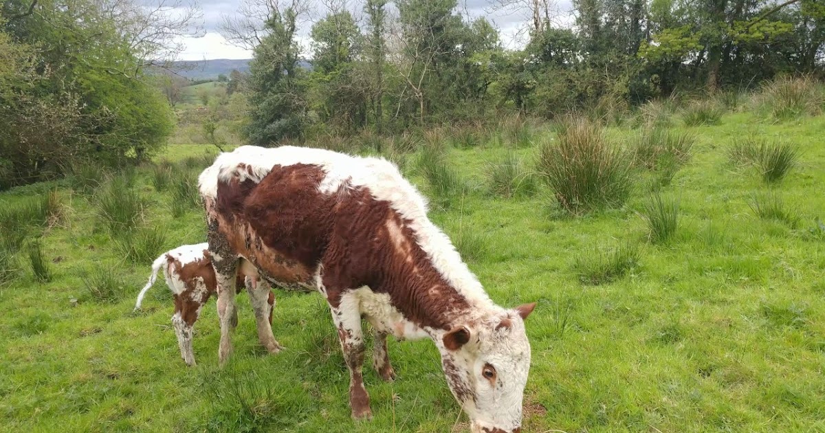 Irish Moiled Cow Facts, Weight, Height, Origin, Milk Production