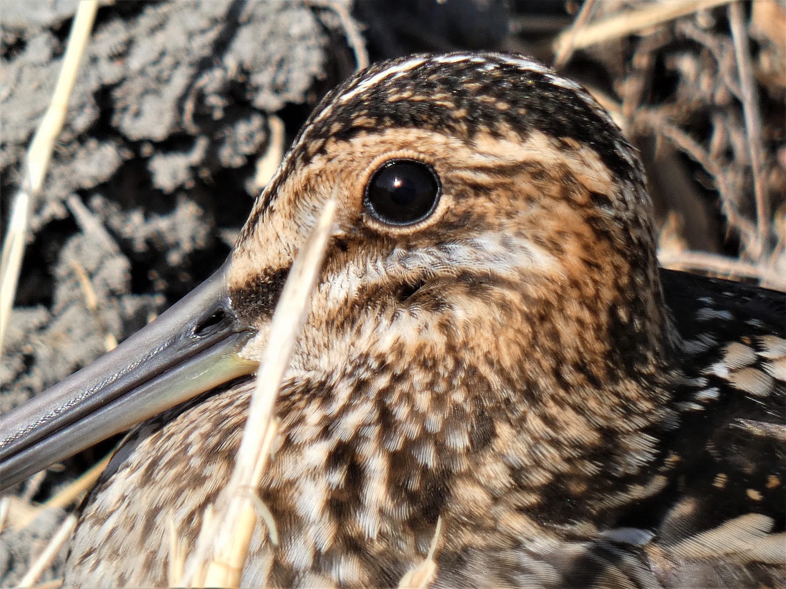 Geotripper's California Birds: Been on a Snipe Hunt Lately? Wilson's ...