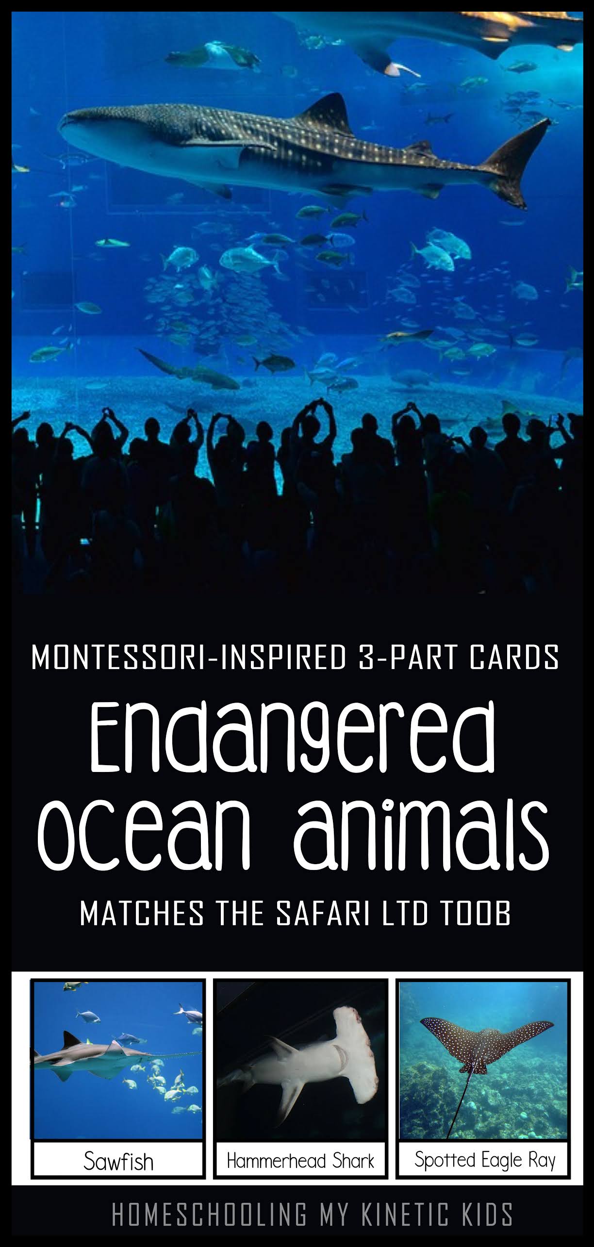 Endangered Ocean Species Poster