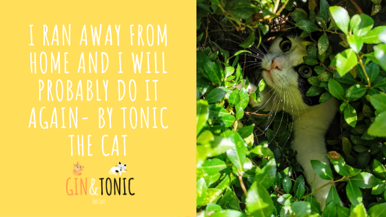 Tales with Gin and Tonic the cats