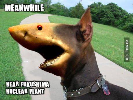 Promieniotwórczość wokół nas - fakty i mity: Fukushima memes