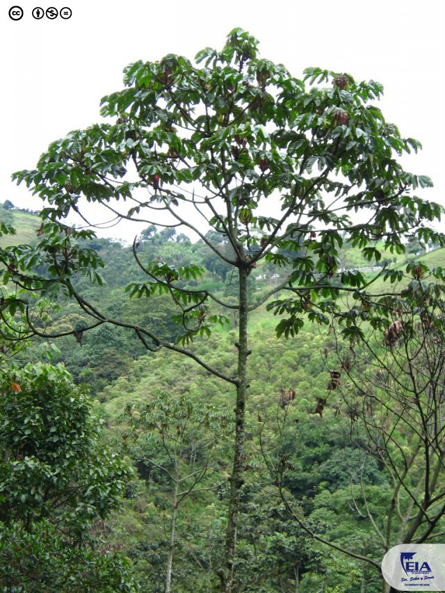 Danza del Pochó: GUARUMO