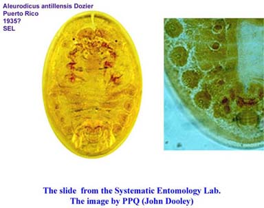 INSECTOS DE P.R. In Memoriam Dr Luis F Martorell y Dr Alain Liogier ,DR ...