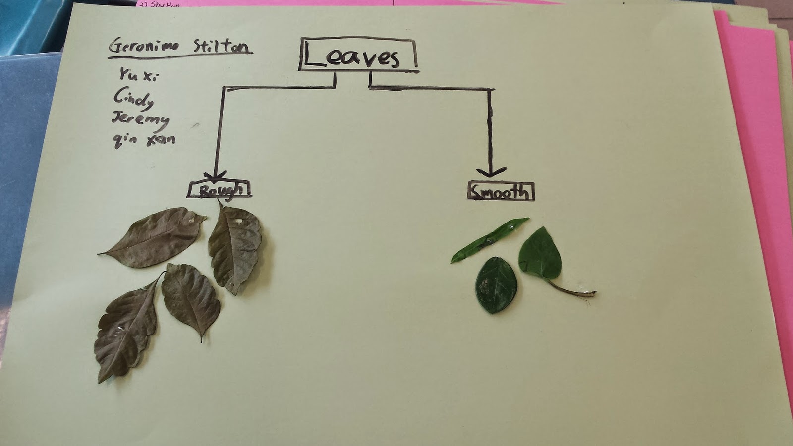 Class 3A 2014: Group work: Classifying leaves (Plant Systems)