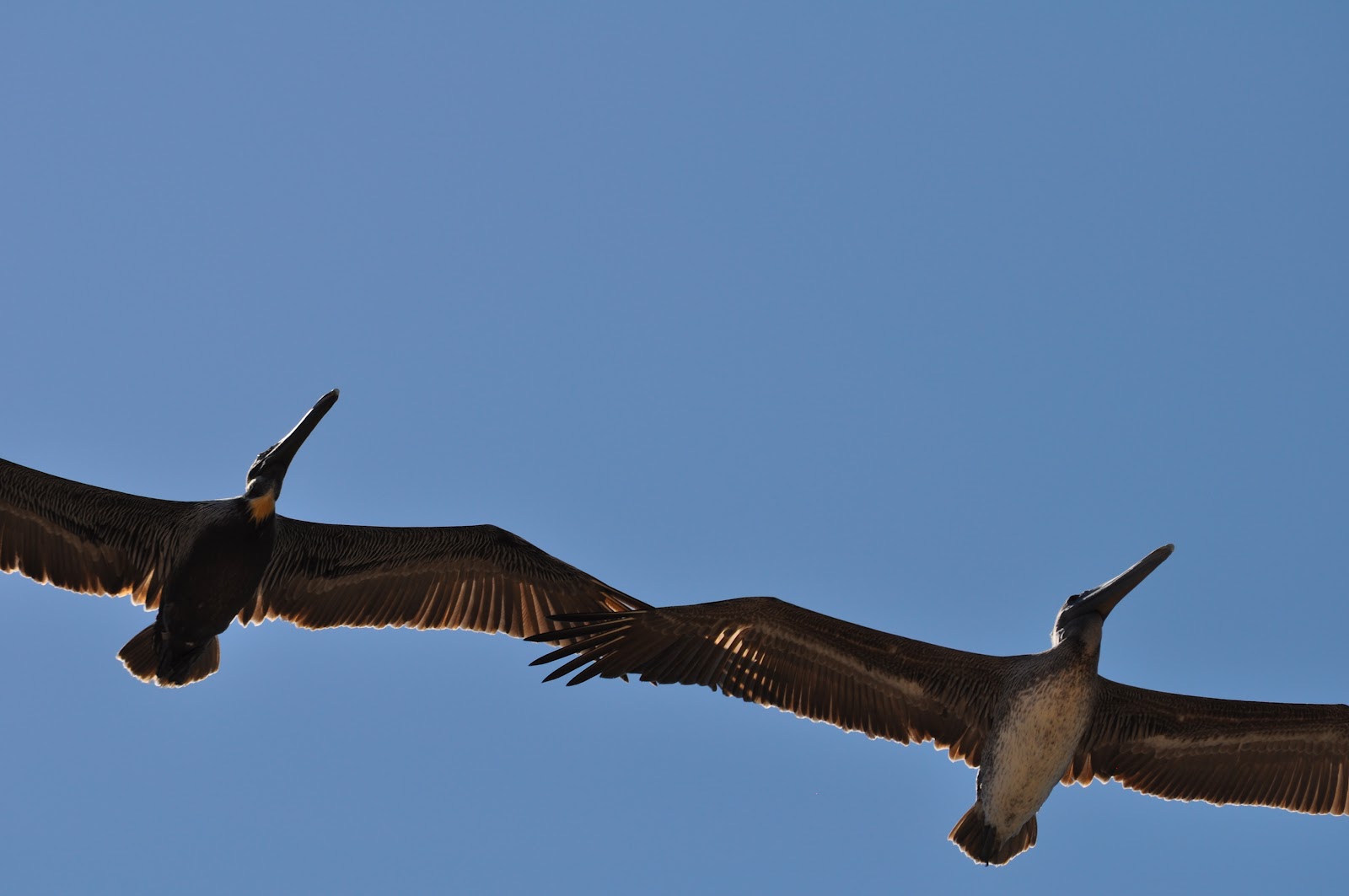 Superoceras: Seashore Ornithology: The Brown Pelican Superoceras: Seashore Ornithology: The Brown Pelican