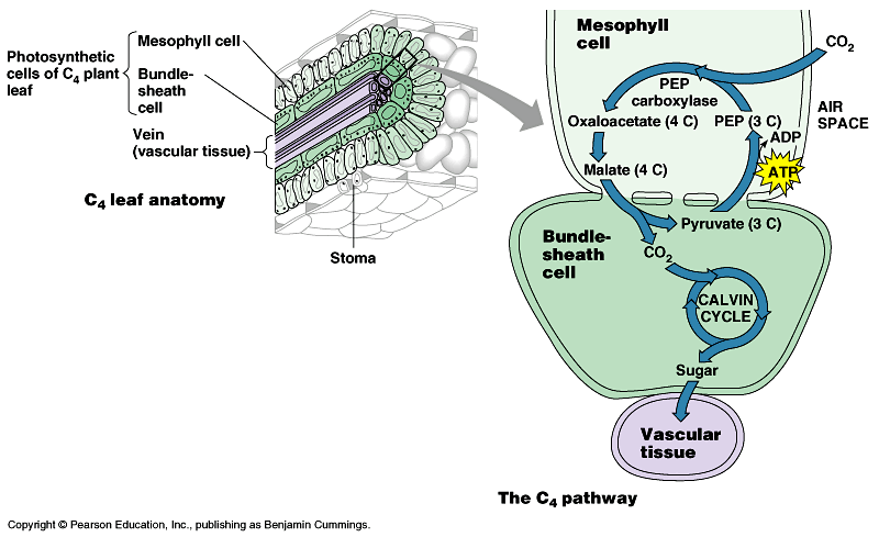 ayjBio: C4 versus CAM pathway