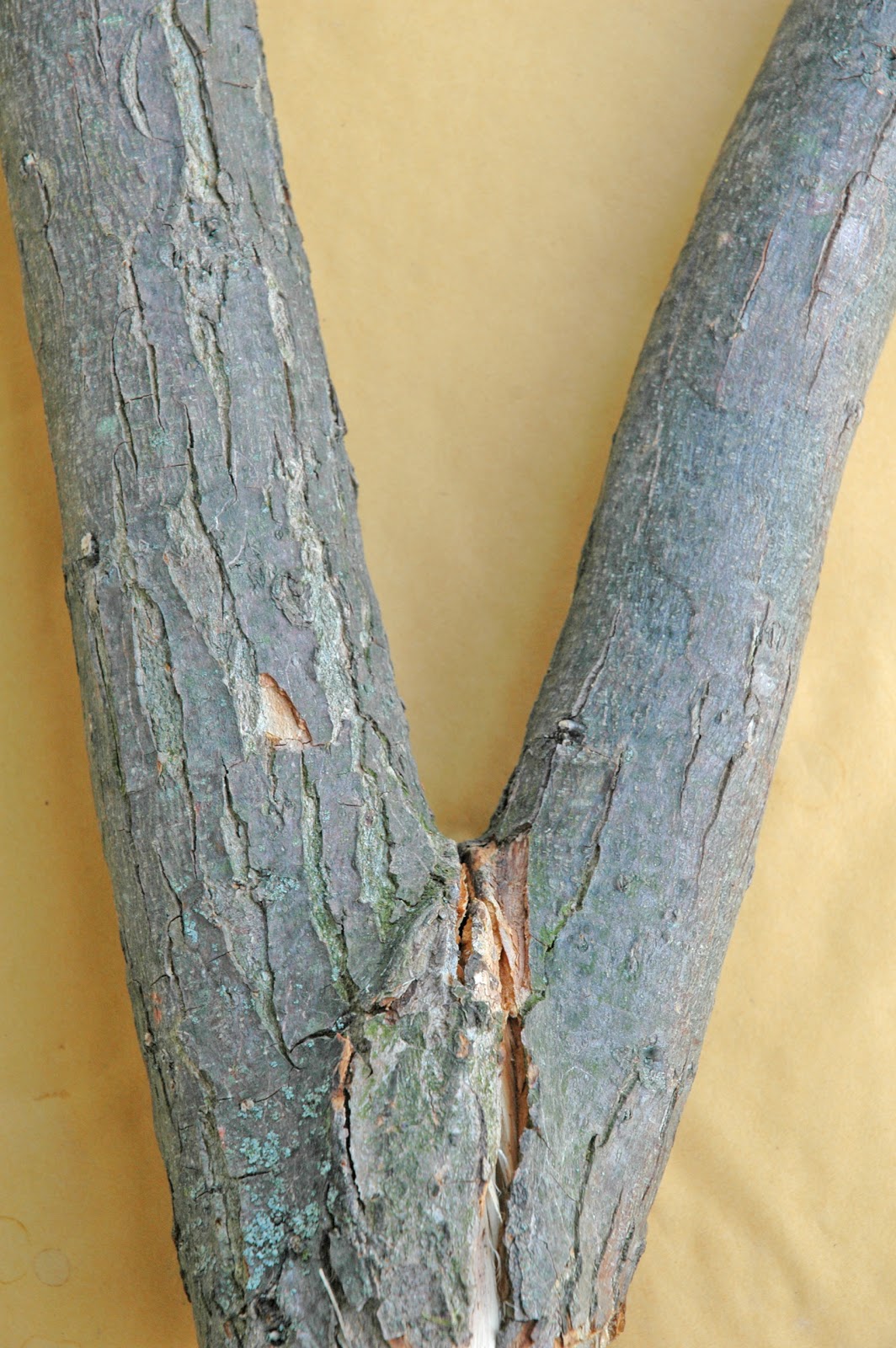 Northern Pecans: Anatomy of a narrow branch angle