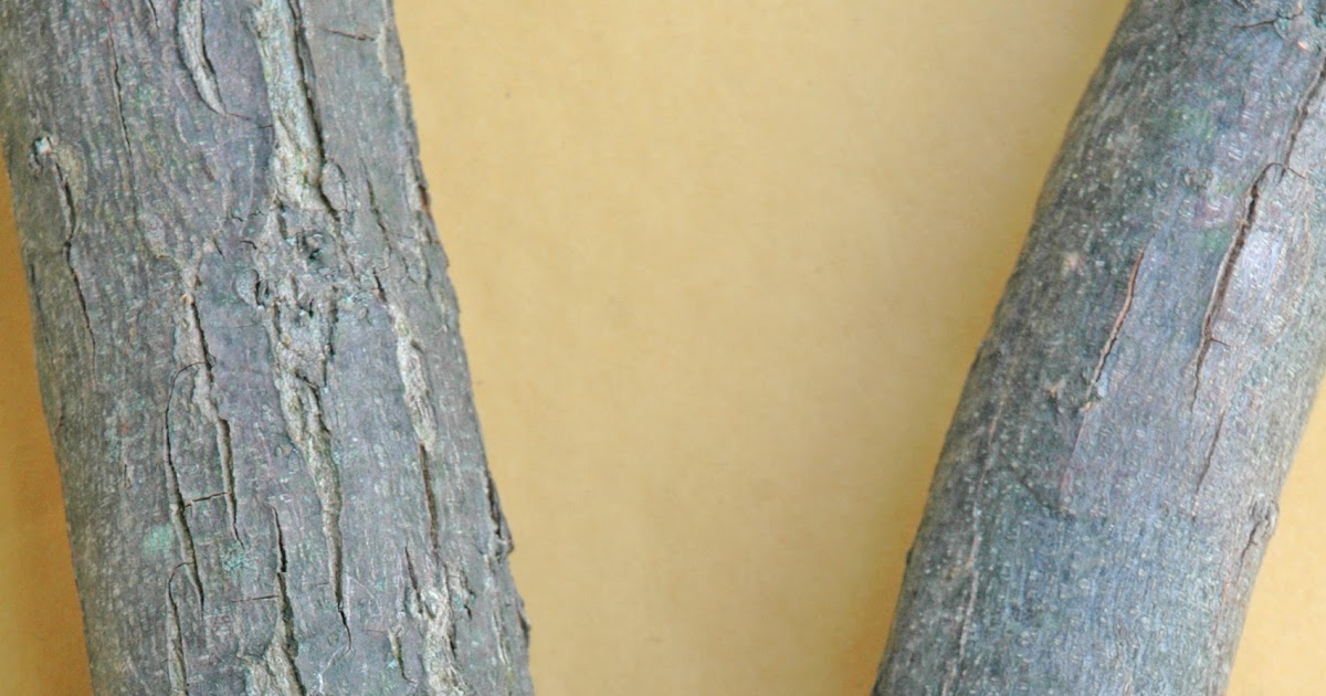 Northern Pecans: Anatomy of a narrow branch angle