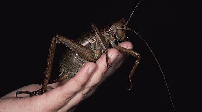 Real Monstrosities: What is the Biggest Insect in the World?