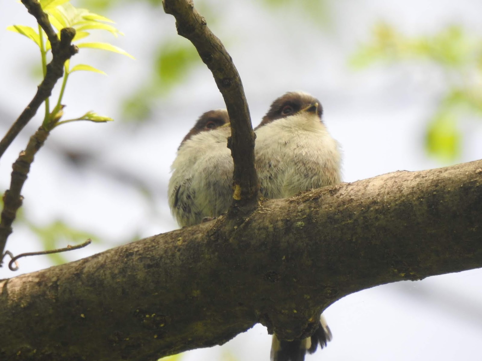 PASARI DIN ROMANIA: PITIGOI CODAT, Pui si juvenili (2), Aegithalos caudatus