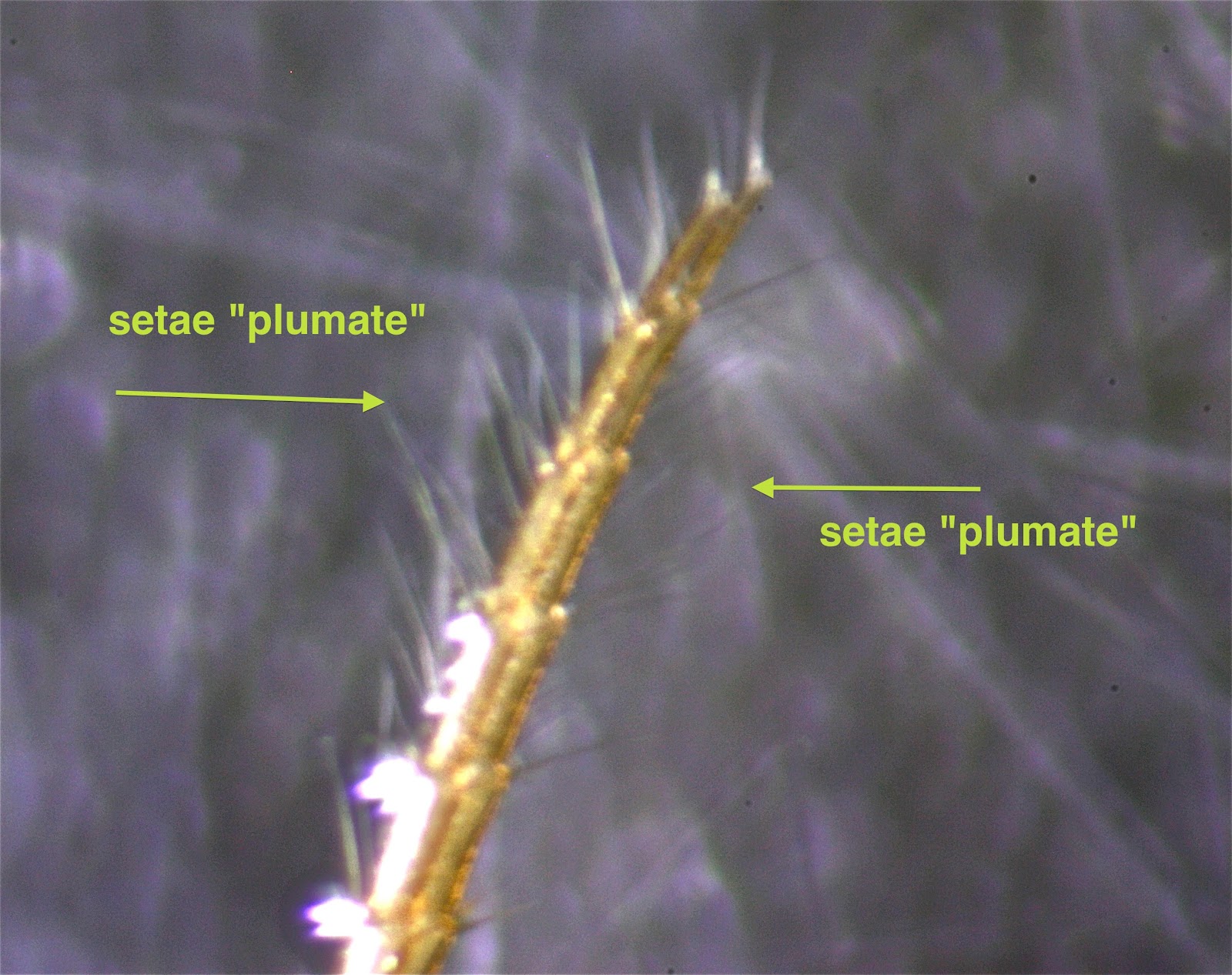 Aquatic Insects of Central Virginia: Chloroperlidae (Green Stonefly ...