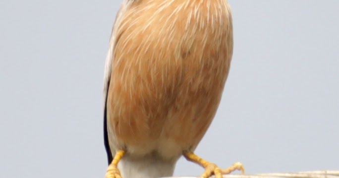 Birds Of Western Ghat: Bird Articals