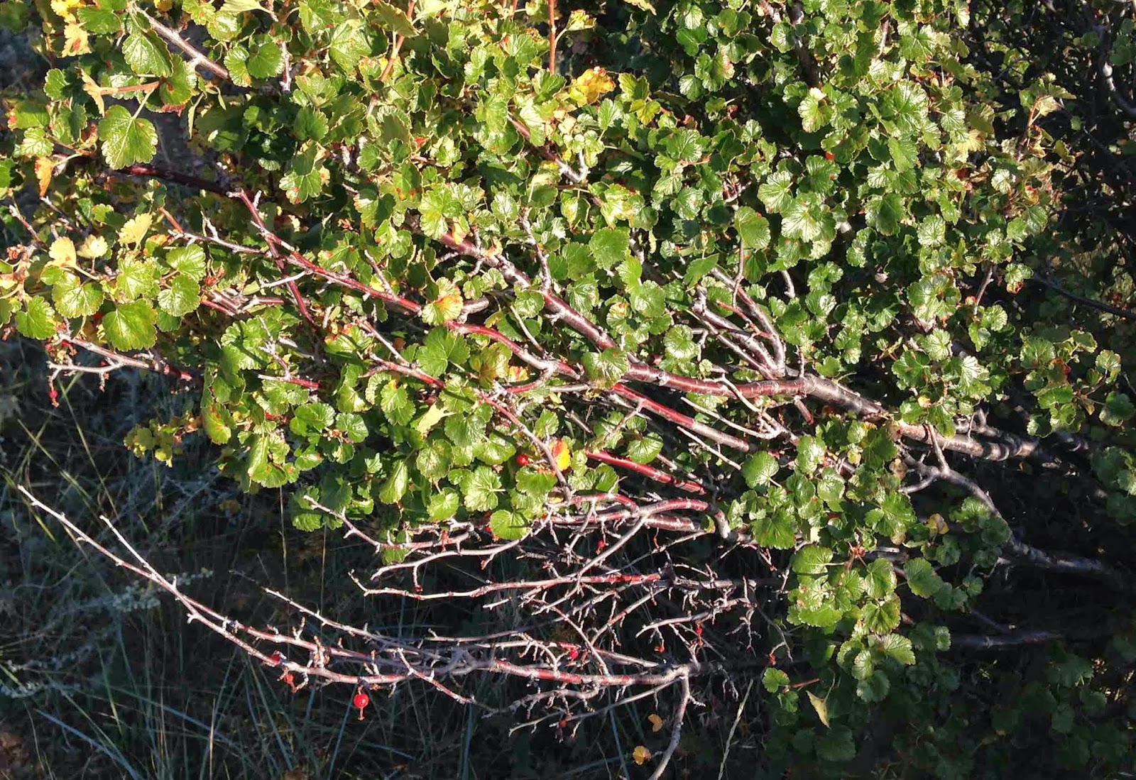 Rocky Mountain Bushcraft: Rocky Mountain Edible Plant Identification ...