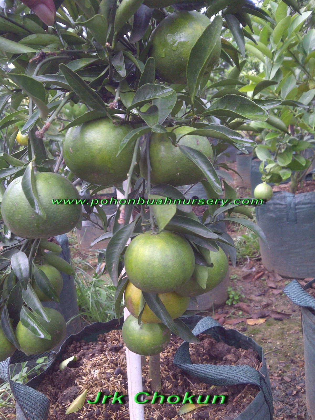 PBN: Jeruk Chokun