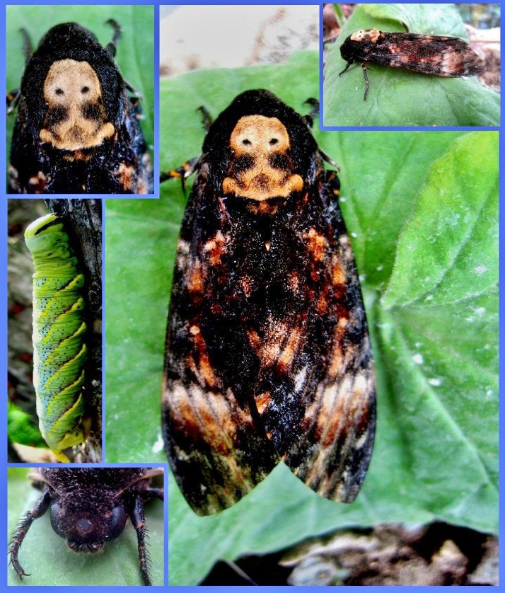 Biodiversity of Cyprus by NGO Protection of the Natural Heritage and ...