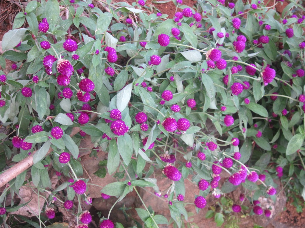 NATURE'S BEAUTY: Vadamalli Flower