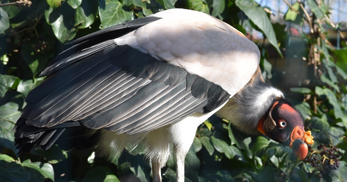 ZOOTOGRAFIANDO (6.100 ANIMALS): ZOPILOTE REY / KING VULTURE ...