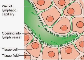modern surgery: What is the lymphatic system