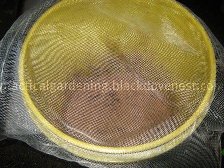 Practical Gardening: Easy Homemade Fish Emulsion Fertilizer