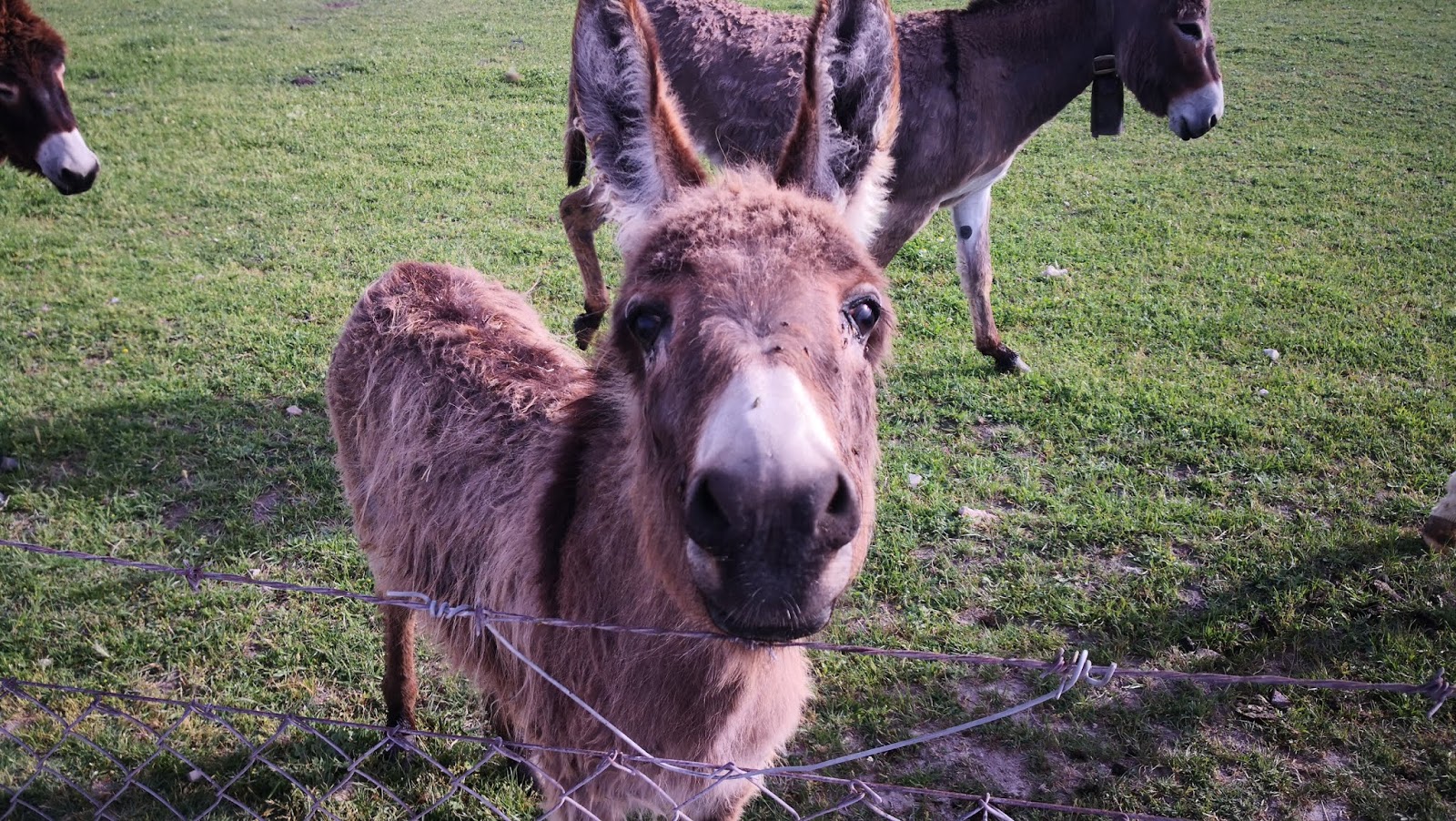 Burros, pollinos, asnos...., de cuatro patas y en algunas ocasiones ...