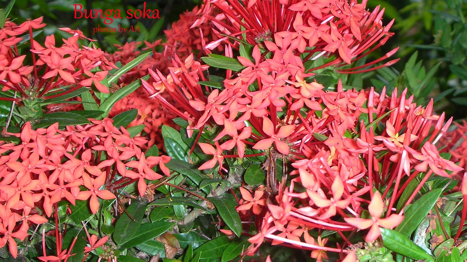 Floristari: bunga soka cantik