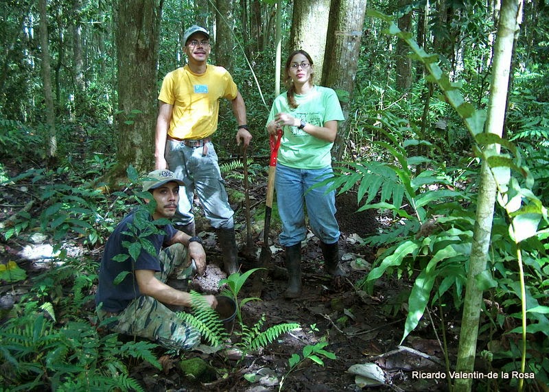 Ricardo's Blog, : Puerto Rican parrots, Amazona vittata, in captivity ...