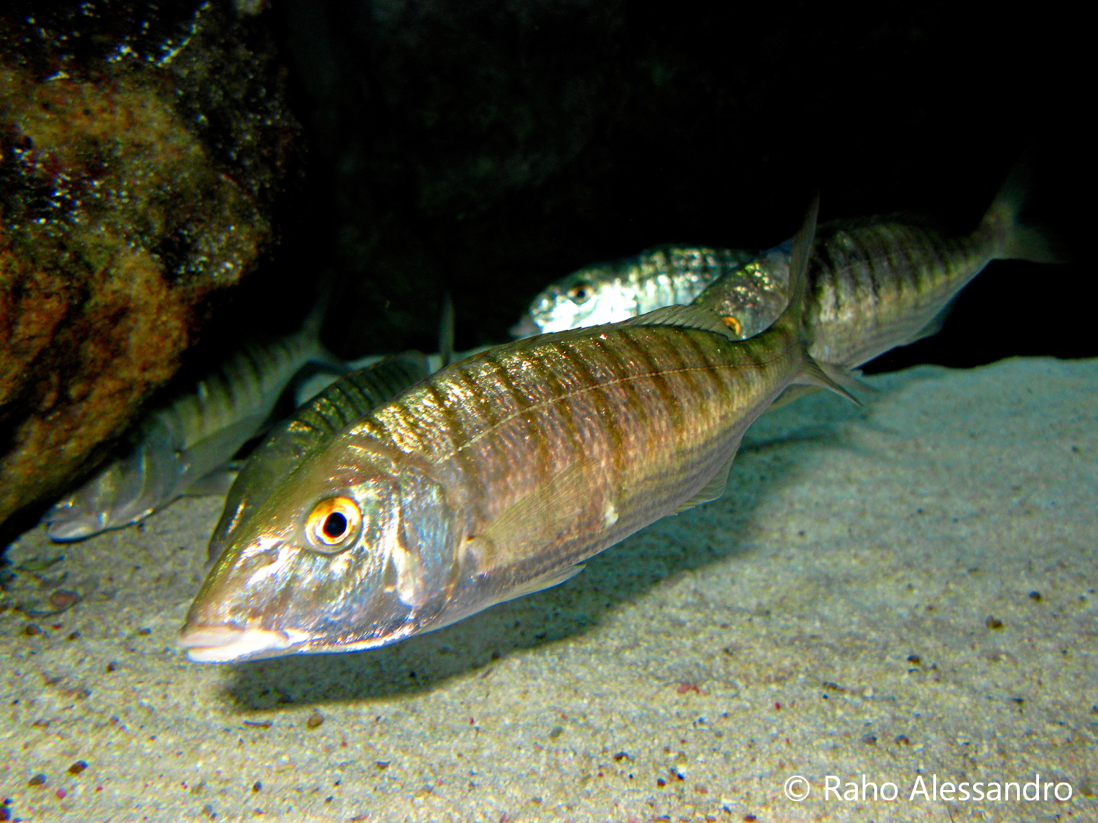 Necton e Plancton: Pesci: Mormora