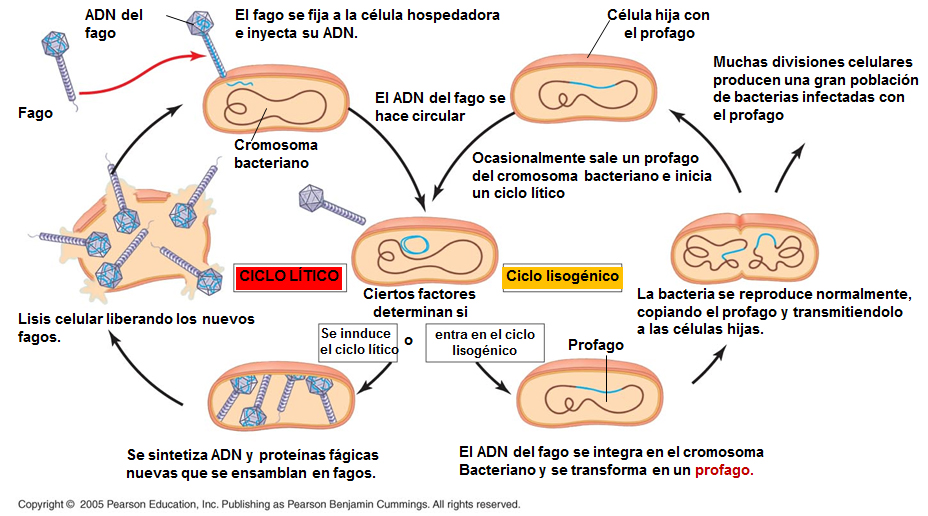 Diagrama Do Ciclo Litico 5 Etapas