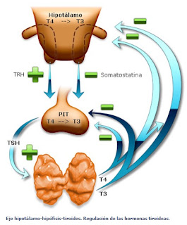 Sistema Endócrino - Fisiología