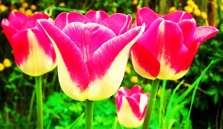 Recomandari Diverse: Imagini cu lalele