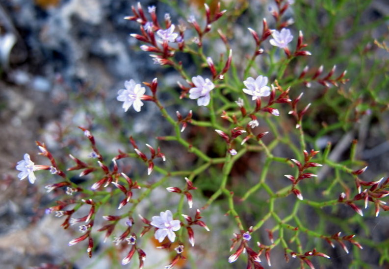 FLORA NEL SALENTO e.. anche altrove: Limonium virgatum (Willd.) Fourr ...