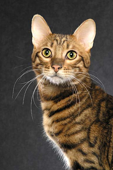 Cat Breeds Pictures and Information