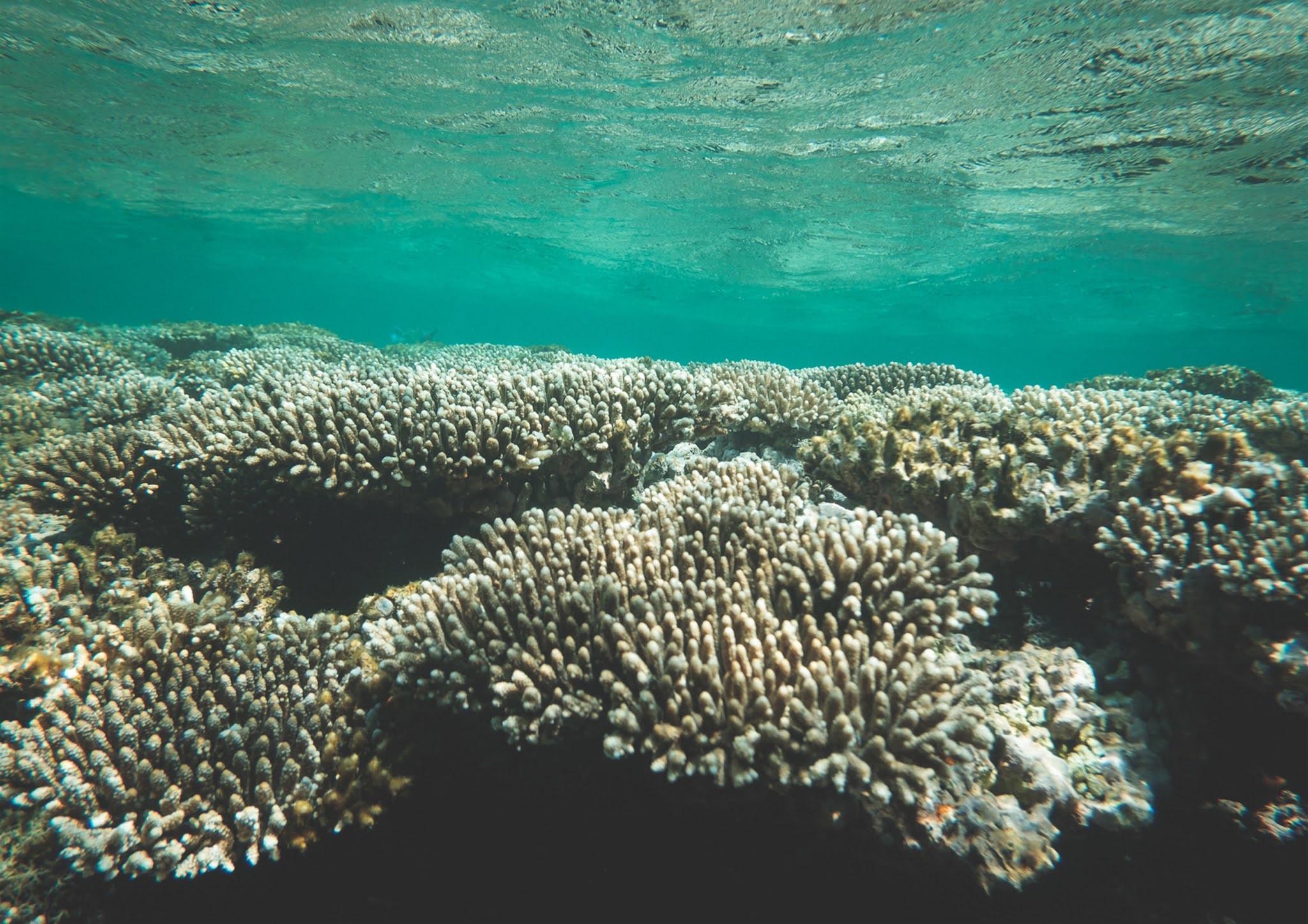 An Important Matter You Should Know about Coral Reefs
