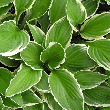 'Carol' in the garden - Lasting Landscapes by Carol