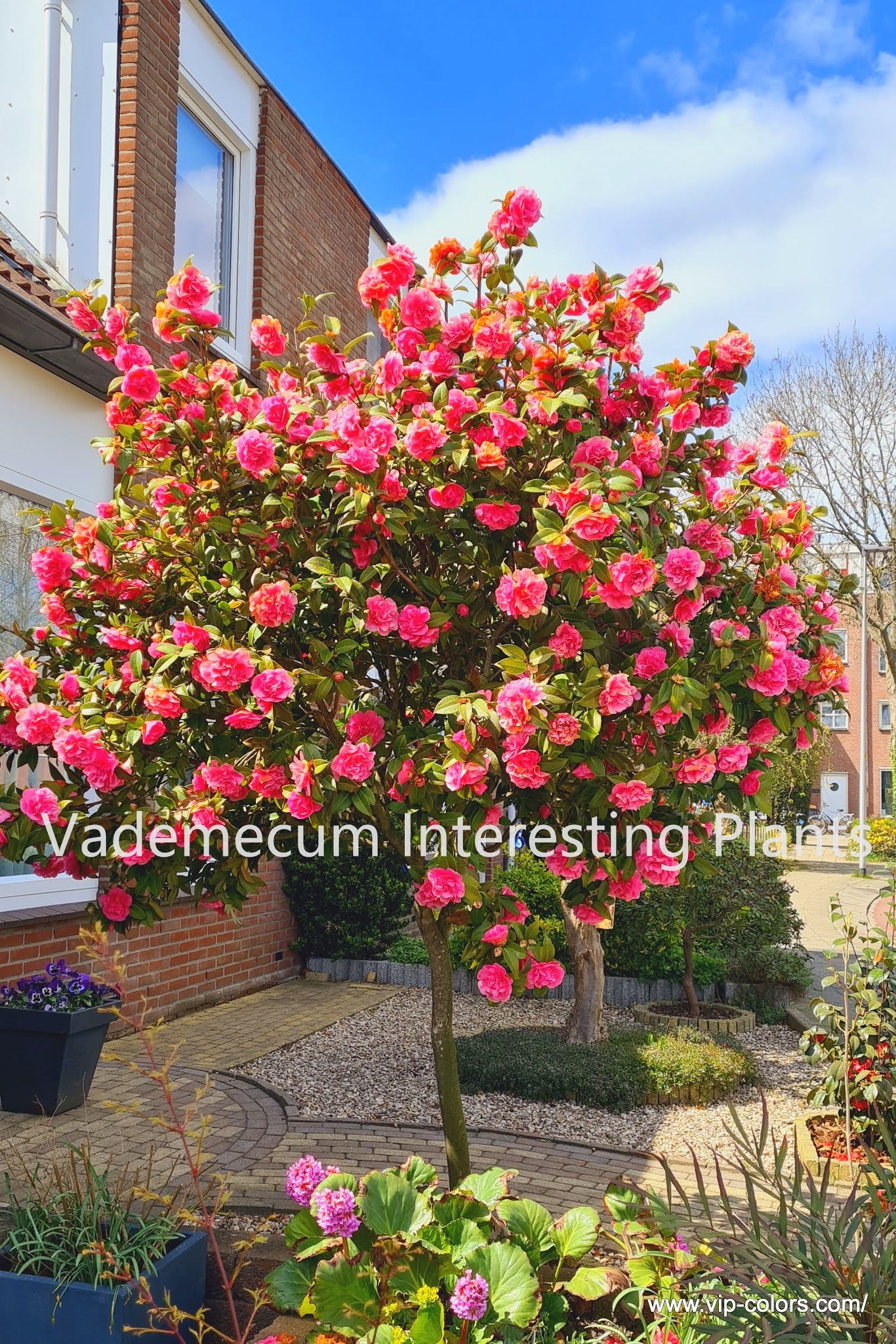Vademecum Interesting Plants: Camellia japonica - Kamelia japońska ...