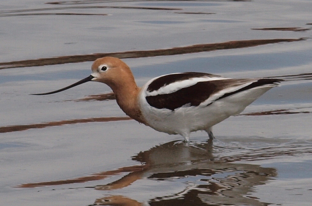 Birding Is Fun!: Utah Birding Hotspot: Decker Lake