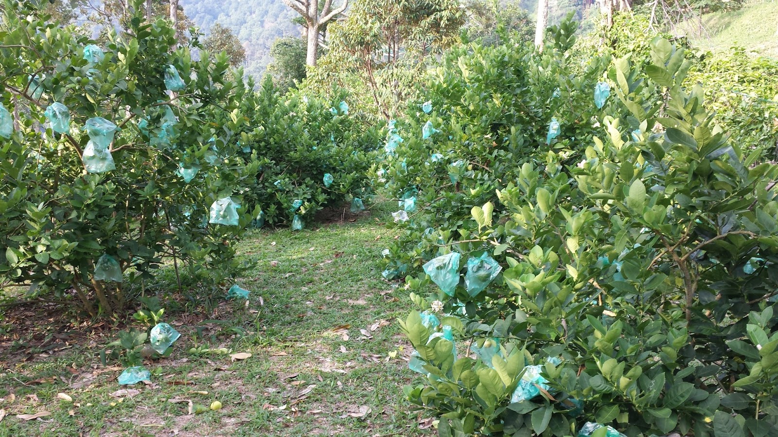 Mini Fruit Farm@PeterTean.com: My Farm @ Lemon Tree