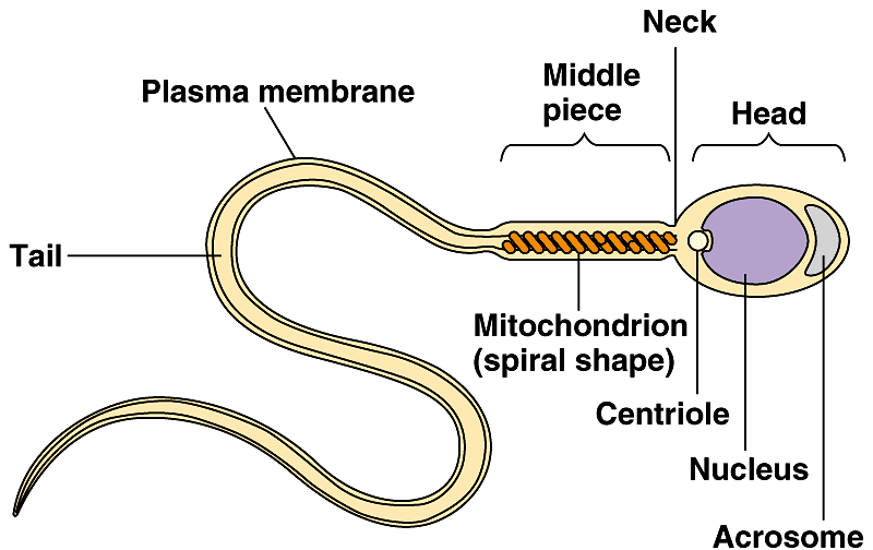 wewewe.EmbrioVet.com: Pengamatan Sperma